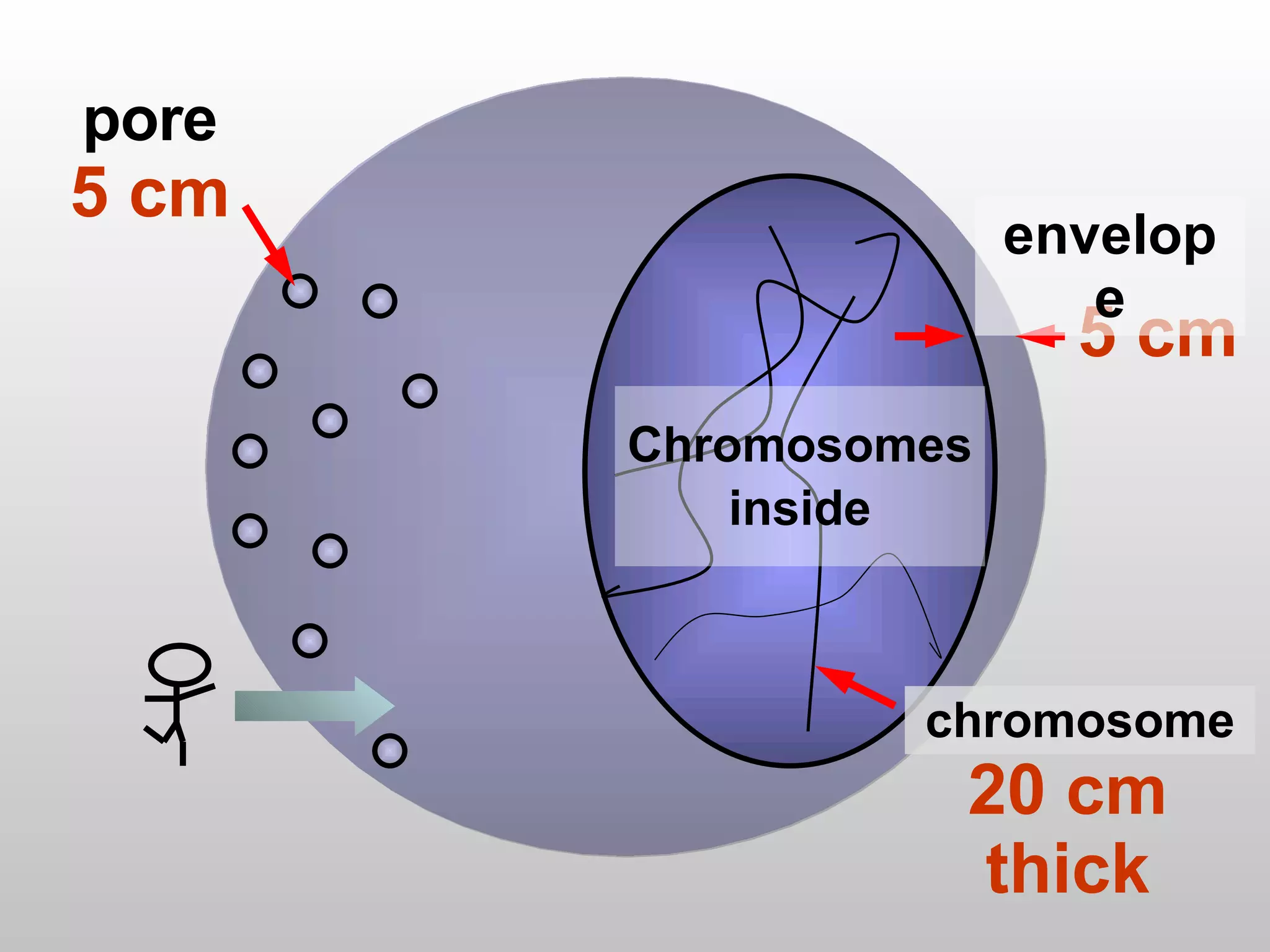Inside The Cell | PPT