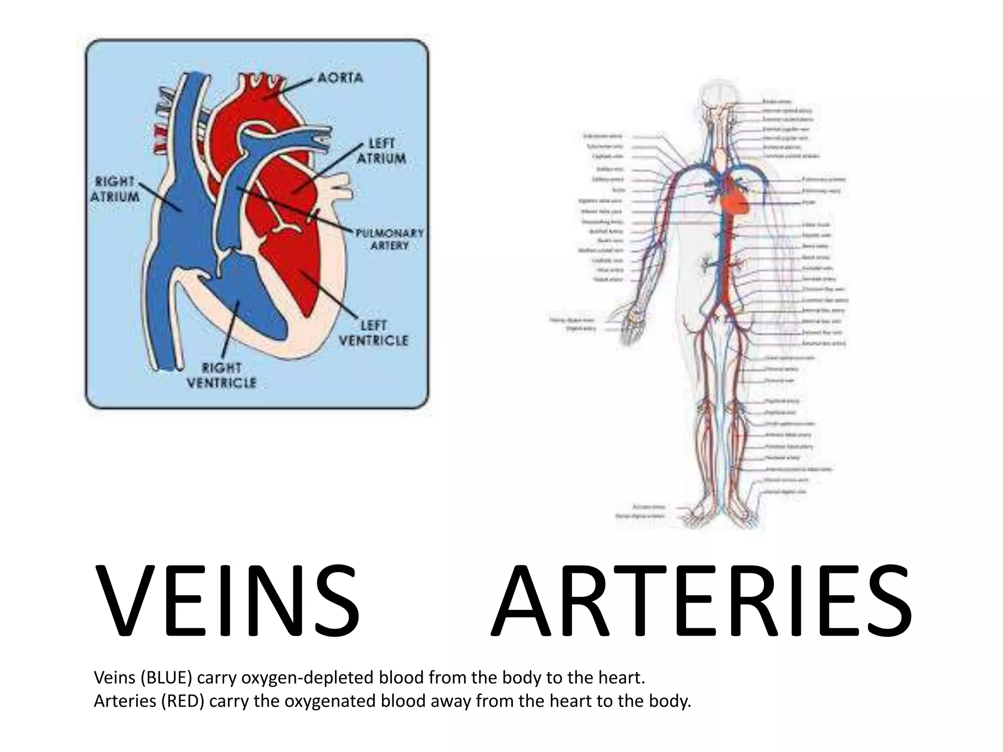 Inside the human body ACADEMIC LANGUAGE ESOL | PPTX | Heart and ...