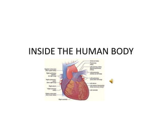 Inside the human body ACADEMIC LANGUAGE ESOL | PPTX | Heart and ...
