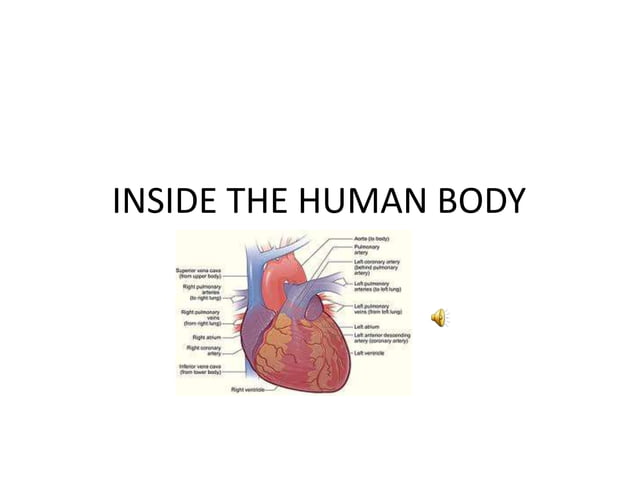 Inside the human body ACADEMIC LANGUAGE ESOL | PPTX | Heart and ...