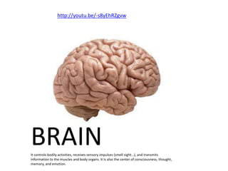 Inside the human body ACADEMIC LANGUAGE ESOL | PPTX | Heart and ...