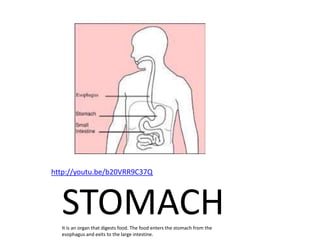 Inside the human body ACADEMIC LANGUAGE ESOL | PPTX | Heart and ...