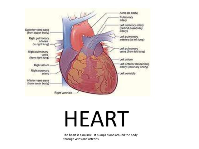 Inside the human body ACADEMIC LANGUAGE ESOL | PPTX | Heart and ...
