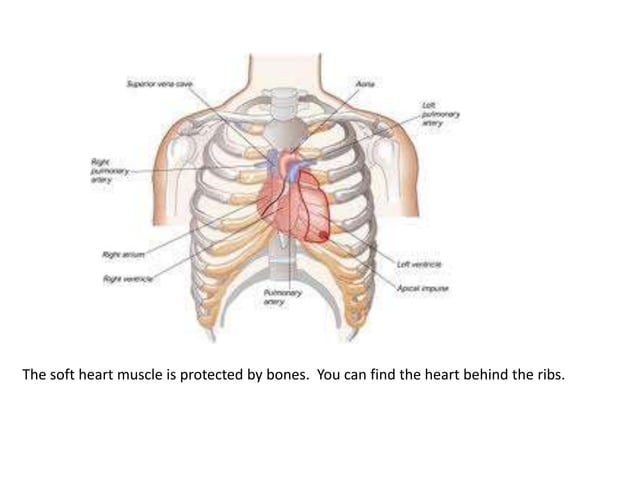 Inside the human body ACADEMIC LANGUAGE ESOL | PPTX | Heart and ...