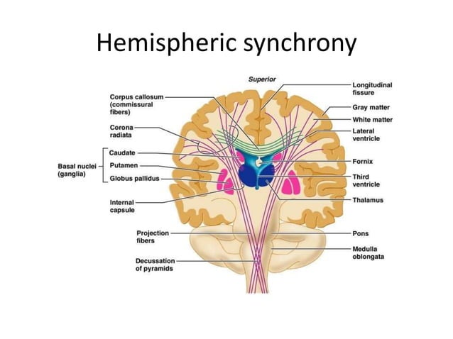 Inside the LGS Brain | PPTX