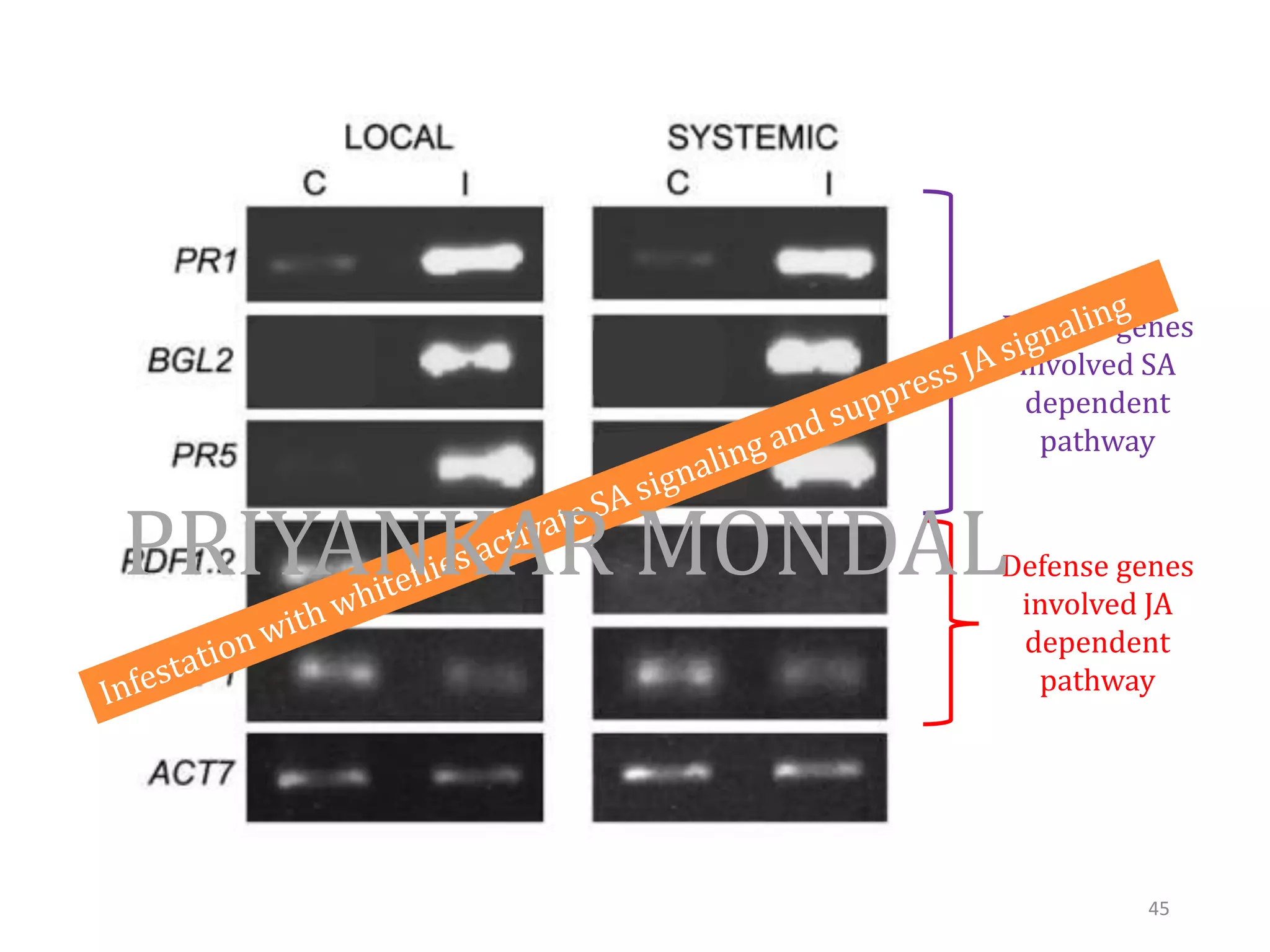Insights into HIPVs: Biosynthesis and role in plant defense | PPT