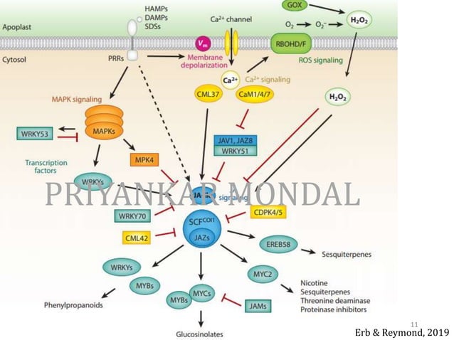 Insights into HIPVs: Biosynthesis and role in plant defense | PPT