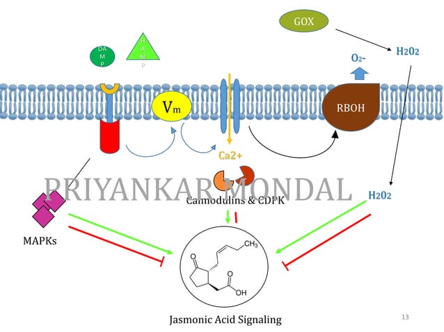 Insights into HIPVs: Biosynthesis and role in plant defense | PPT