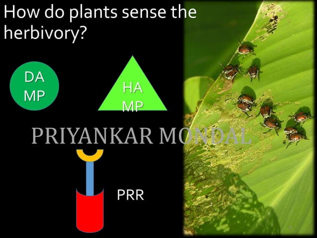 Insights into HIPVs: Biosynthesis and role in plant defense | PPT