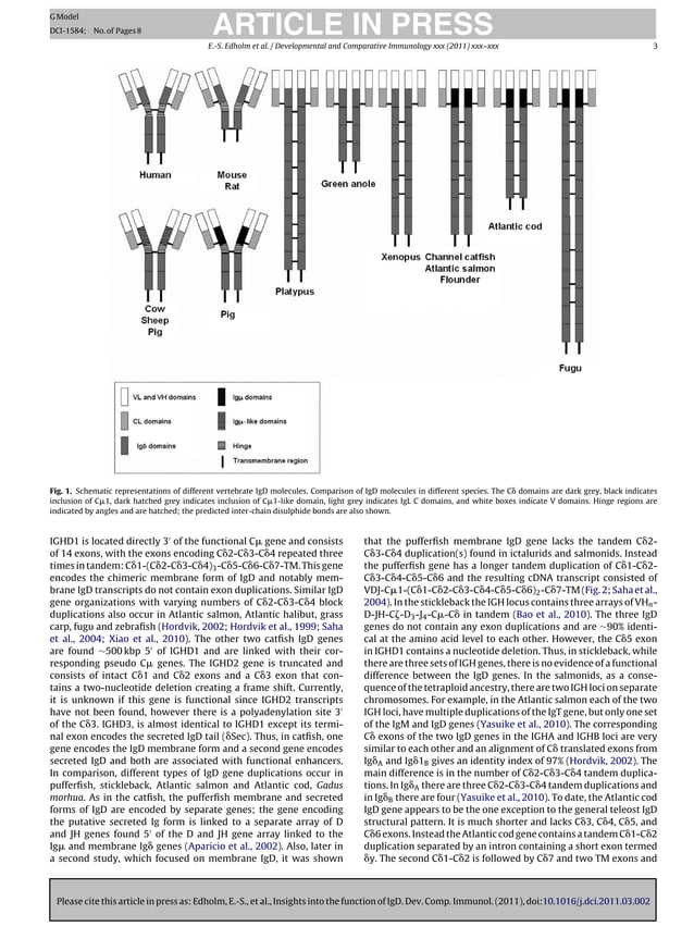 Insights into the function of IgD | PDF