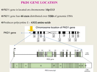 Insilico analysis of pkd genes in polycystic kidney disease patients | PPT
