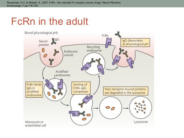 Introduction to In silico engineering for biologics