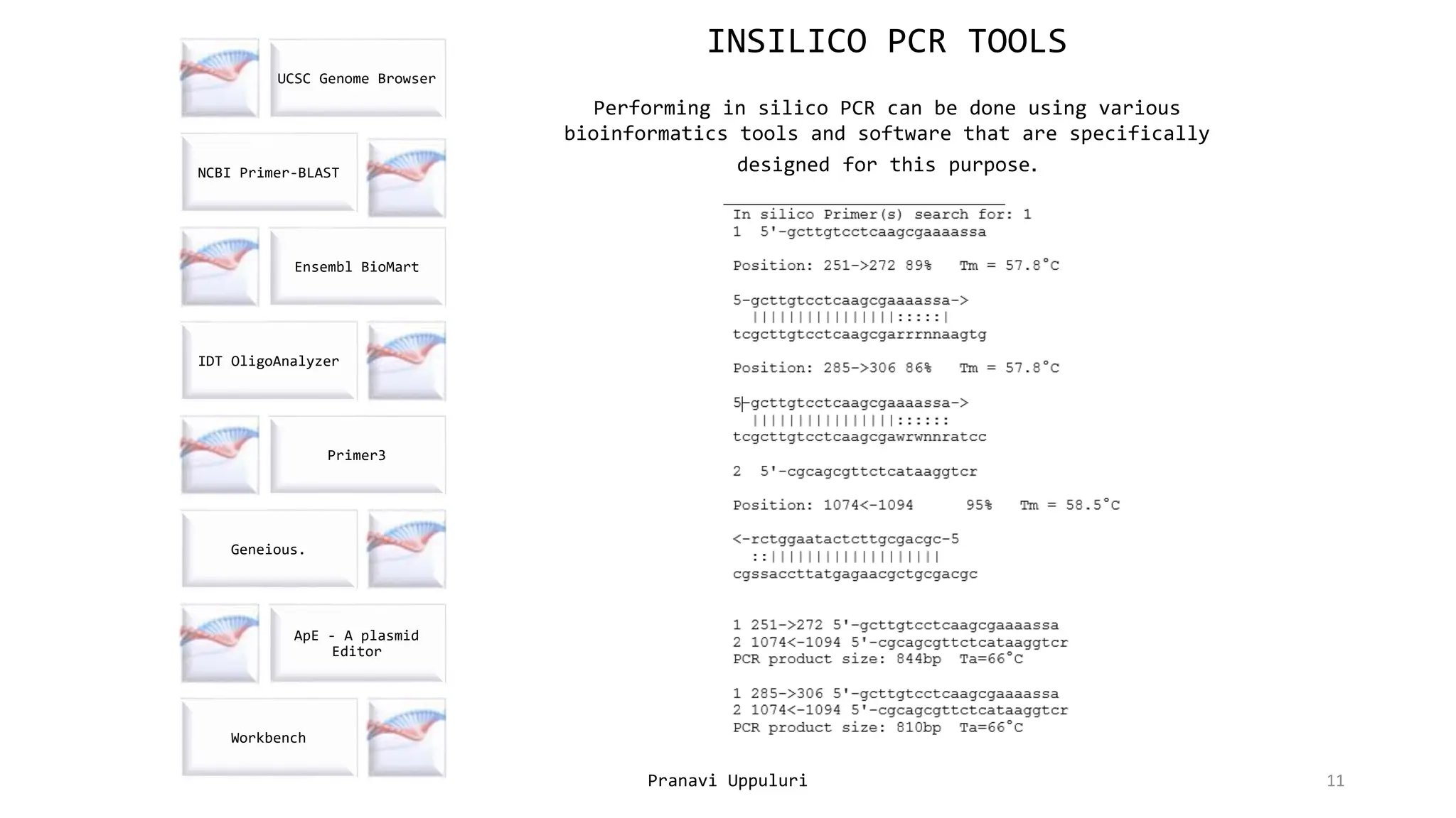 INSILICO_PCR_&_PRIMER_DESIGN_methods.pptx | Biological Sciences | Science