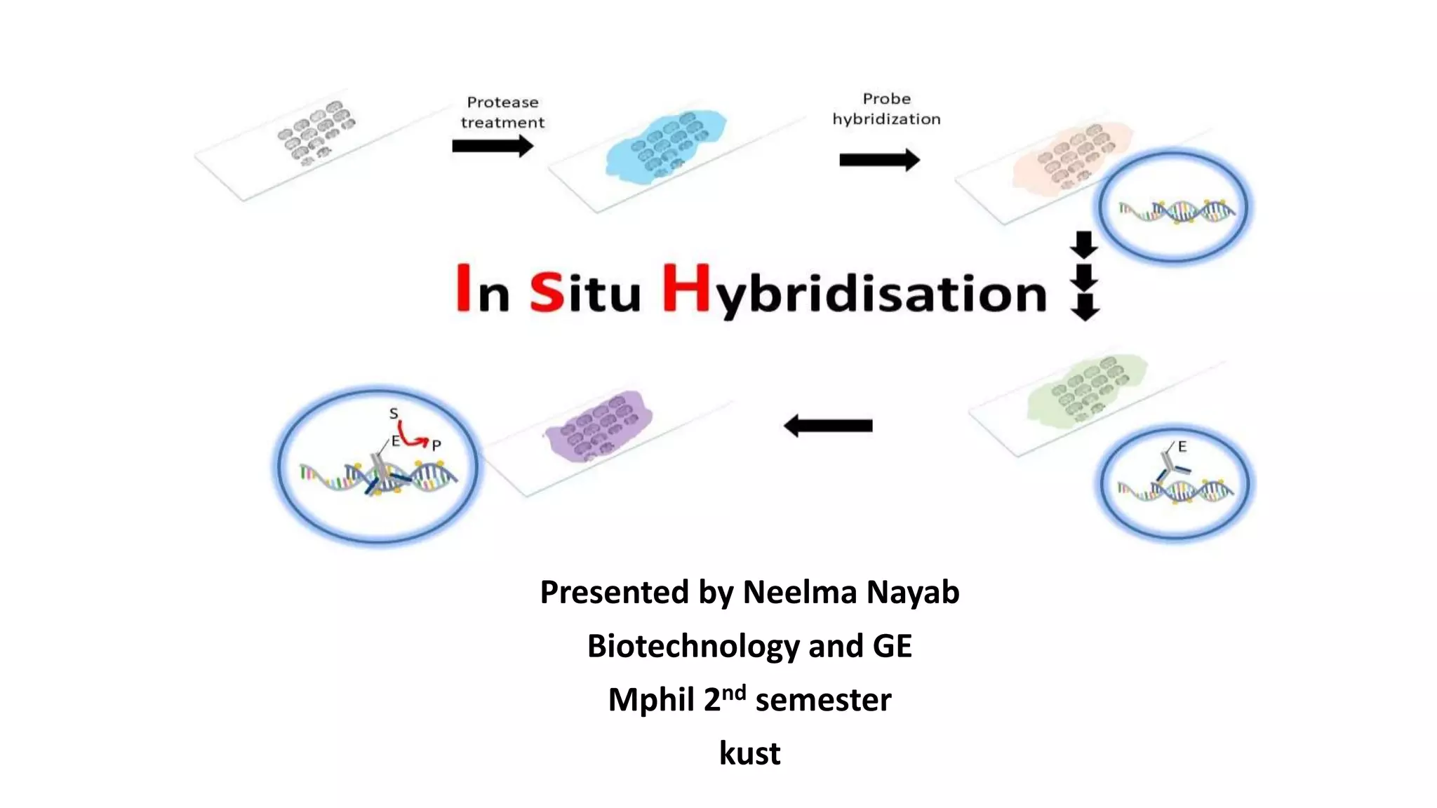 In situ hybridization | PPTX