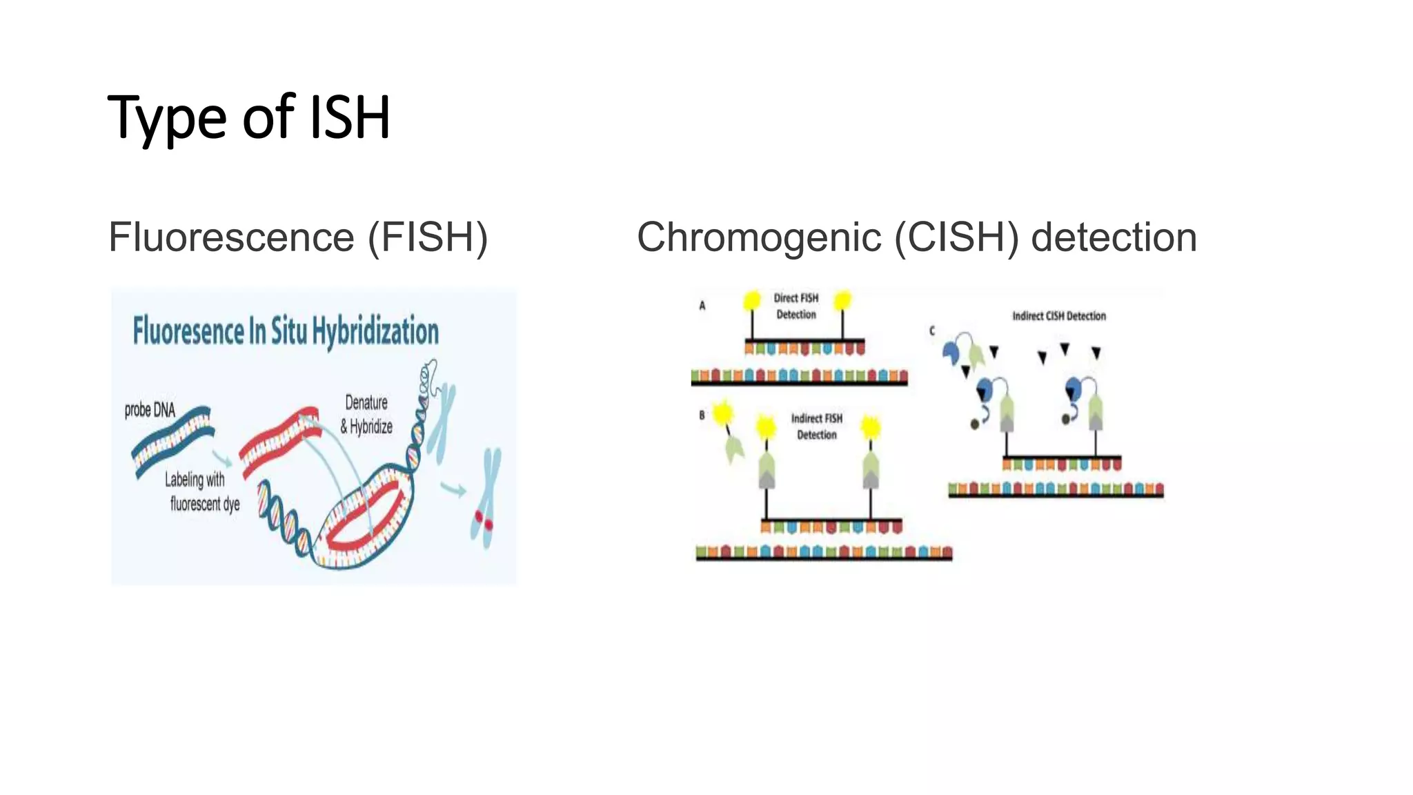In situ hybridization | PPTX