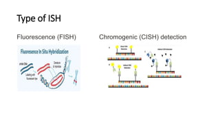 In situ hybridization | PPTX