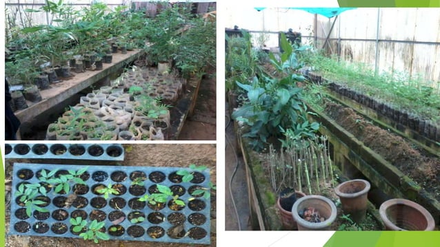 In situ and ex situ conservation | PPSX