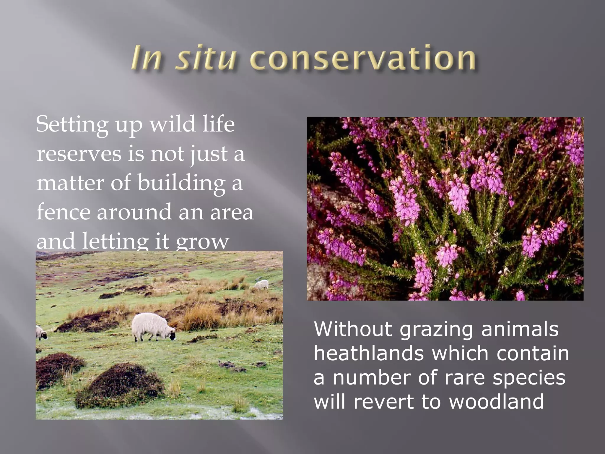 In situ and ex situ conservation | PPT