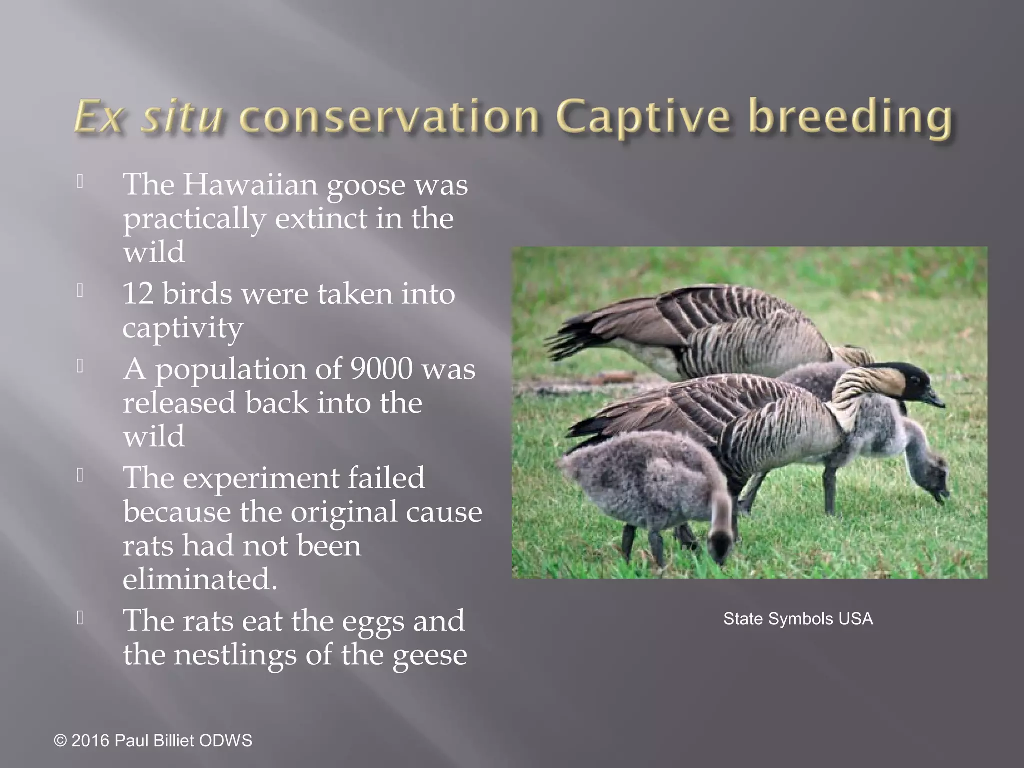 In situ and ex situ conservation | PPT