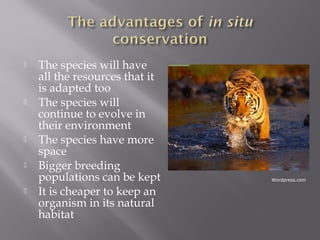 In situ and ex situ conservation | PPT