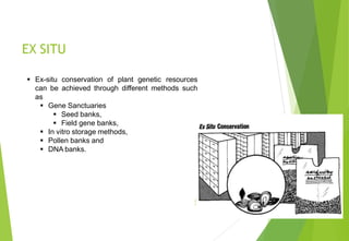in situ and ex situ conservation.pptx
