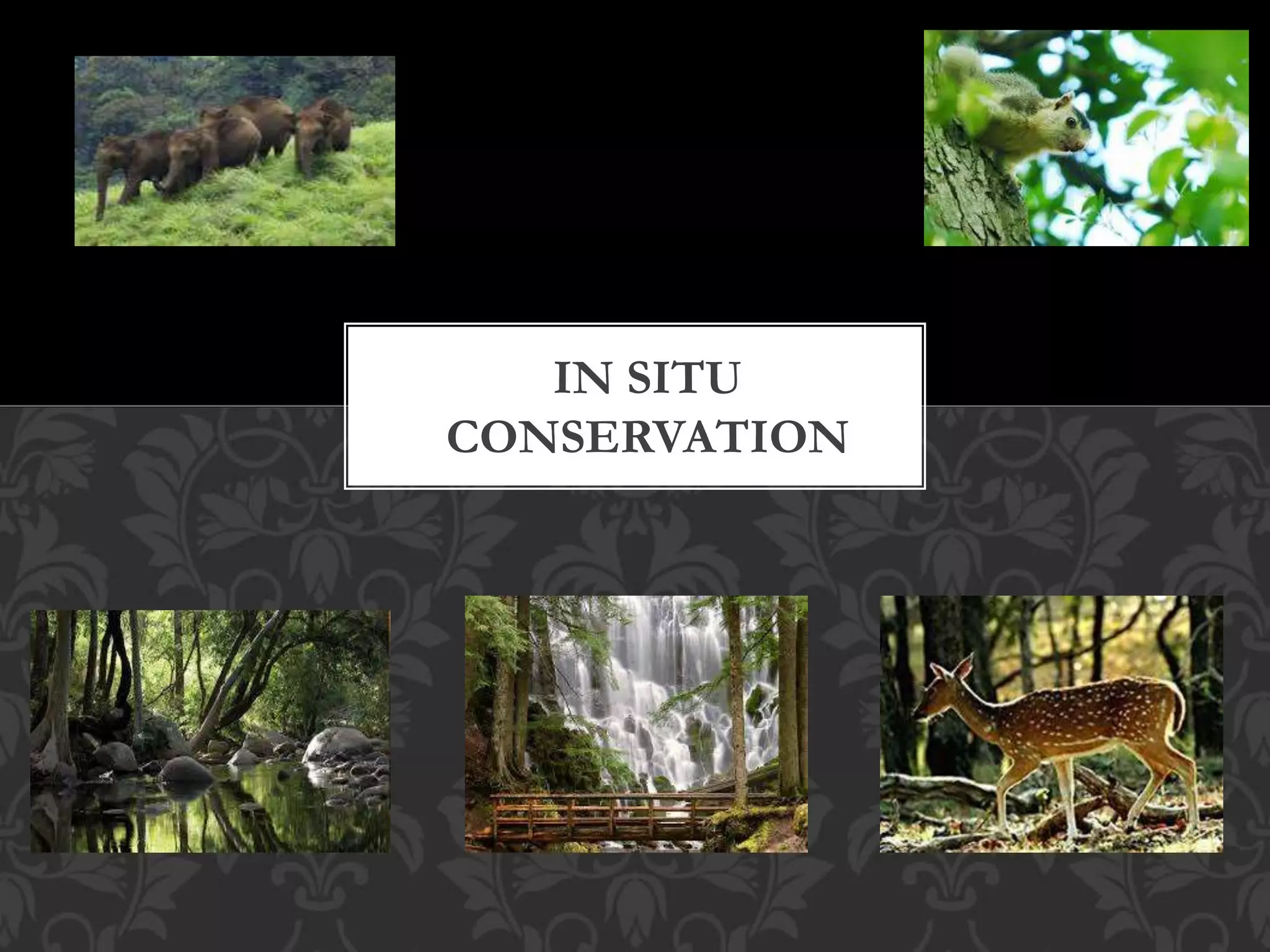 In situ conservation2222 | PPTX