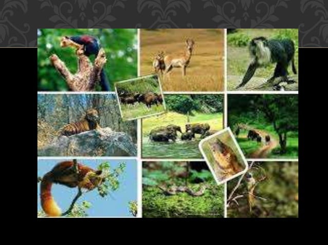 In situ conservation2222 | PPTX | Zoos & Aquariums | Attractions