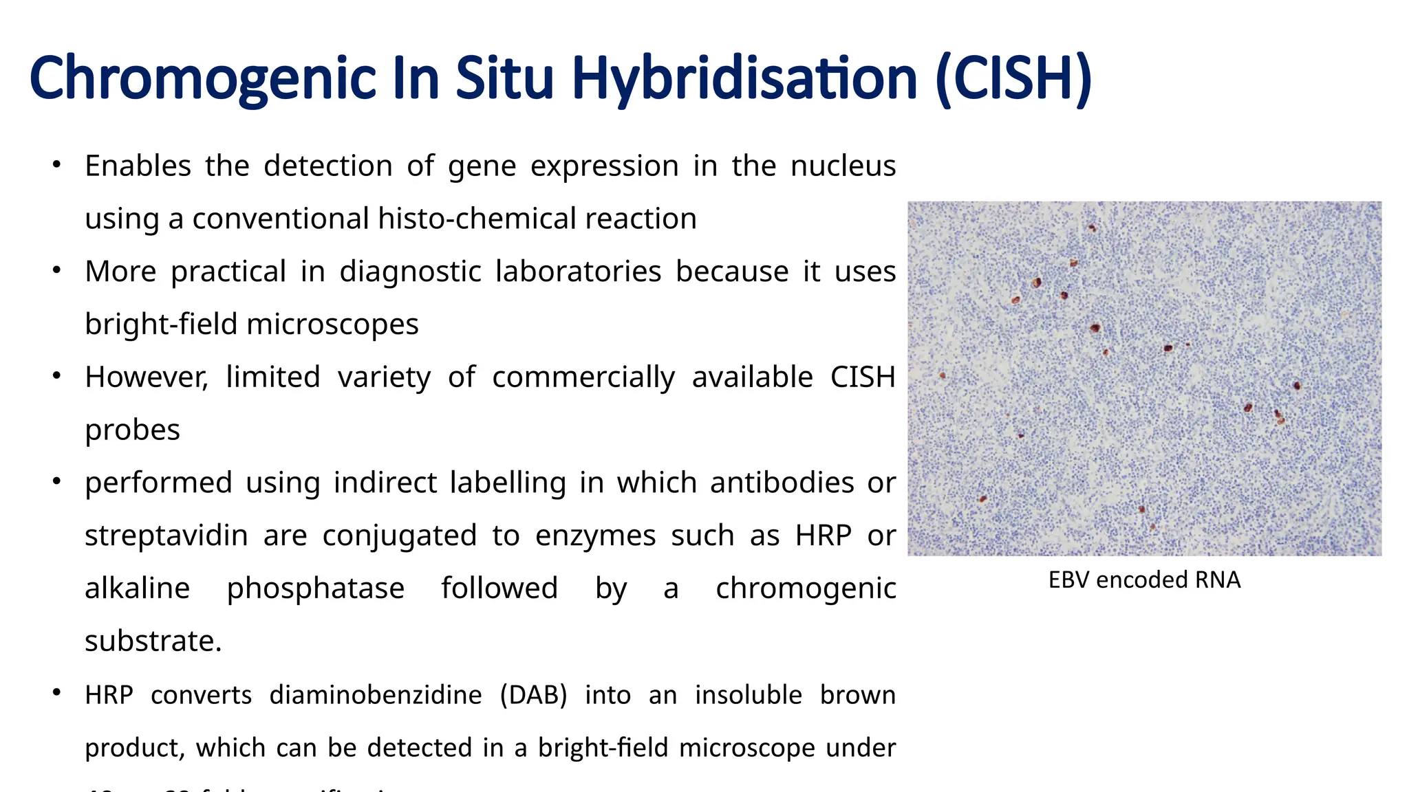 In situ hybridisation procedure detailed ..pptx