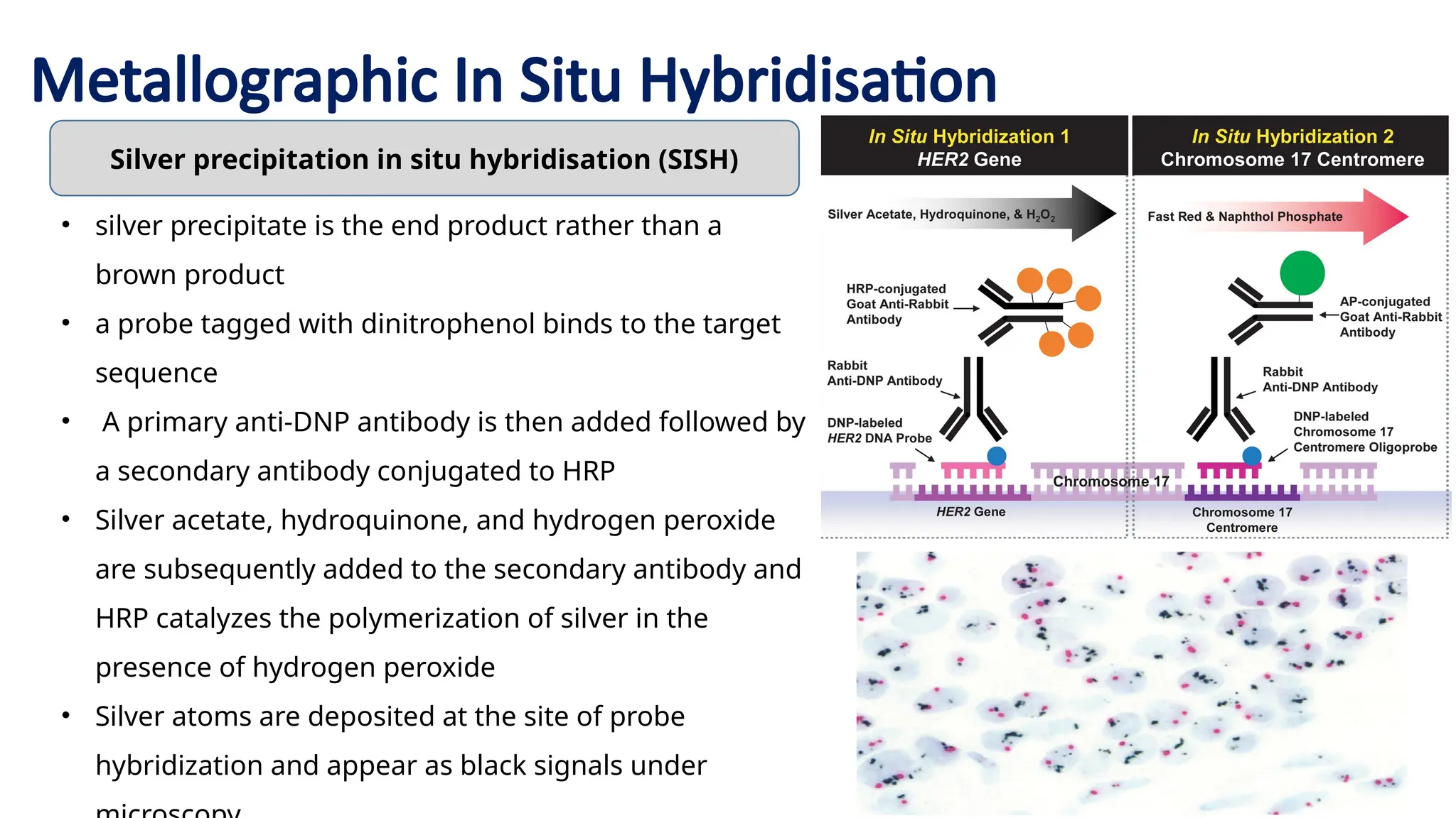 In situ hybridisation procedure detailed ..pptx