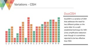 In situ hybridization | PPTX