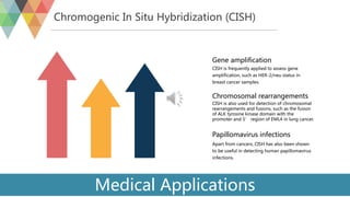 In situ hybridization | PPTX
