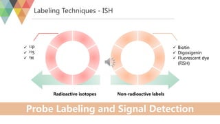 In situ hybridization | PPTX