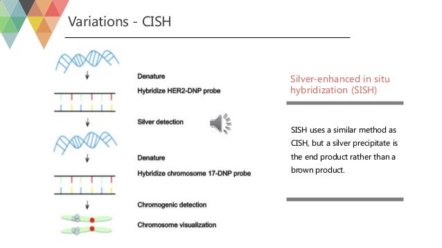 In situ hybridization