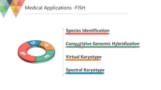 In Situ Hybridization | PDF