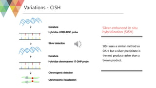 In Situ Hybridization | PDF