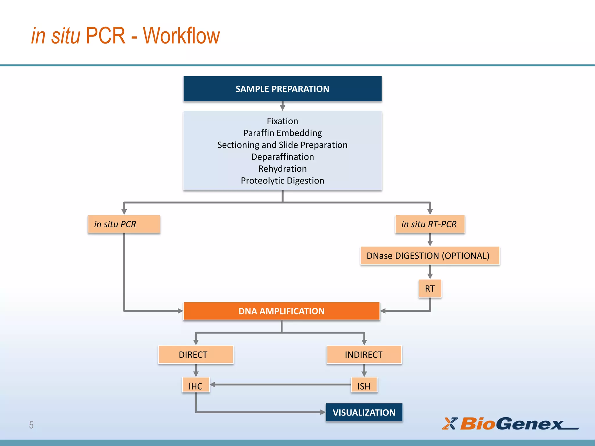 Introduction to In situ pcr | PDF
