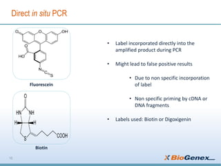 Introduction to In situ pcr | PDF | Genetics | Science