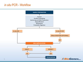 Introduction to In situ pcr | PDF | Genetics | Science