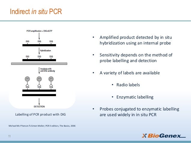 Introduction to In situ pcr