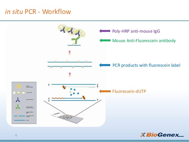 Introduction to In situ pcr