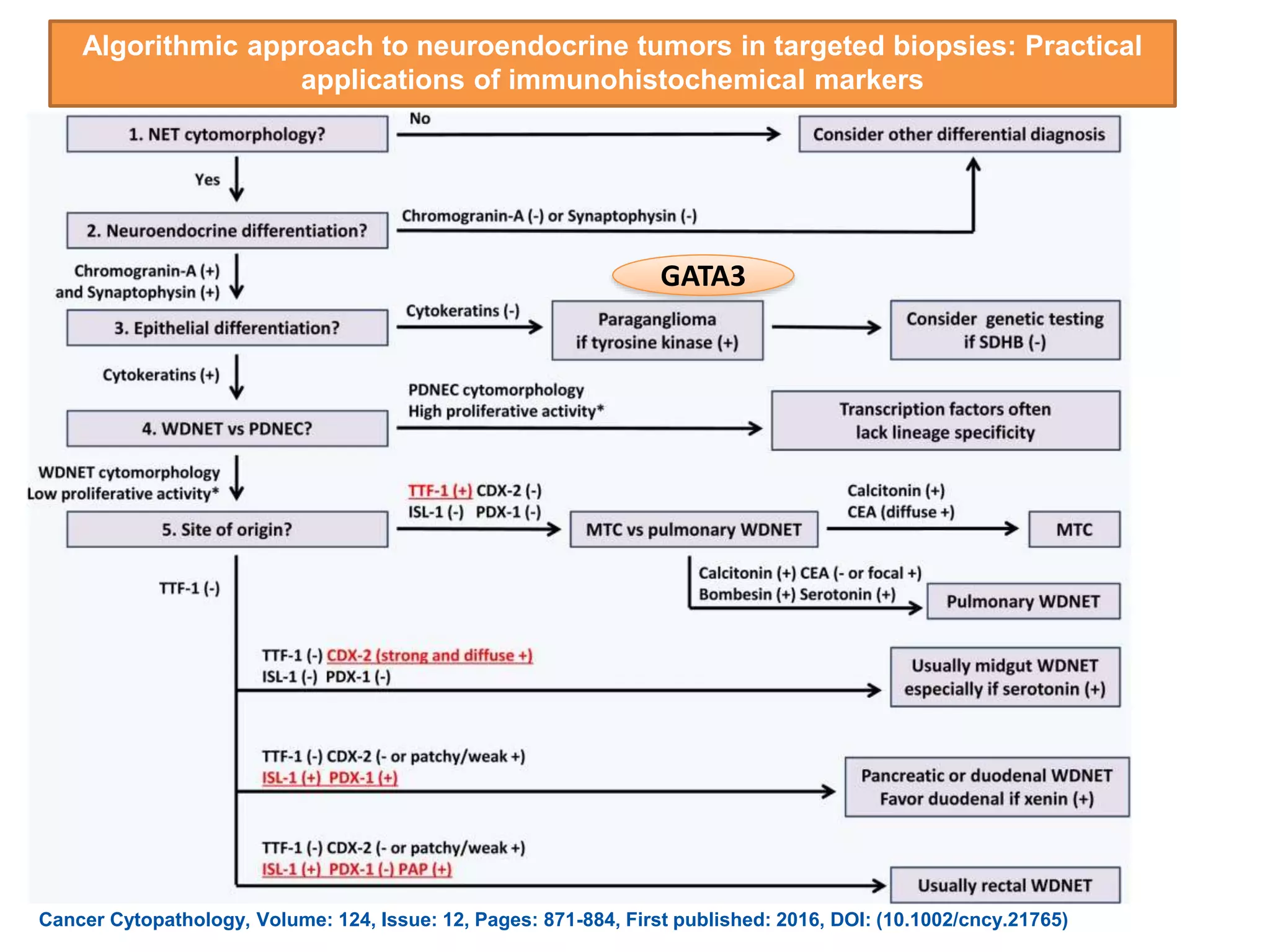 INSM1: VENTAJAS Y USOS DEL NUEVO MARCADOR NEUROENDOCRINO DE ...
