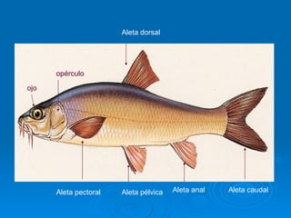 Inspección Sanitaria Productos Marinos