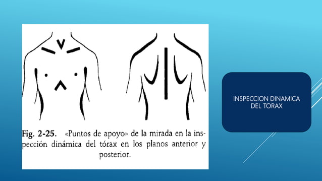 Inspeccion de torax | PPTX