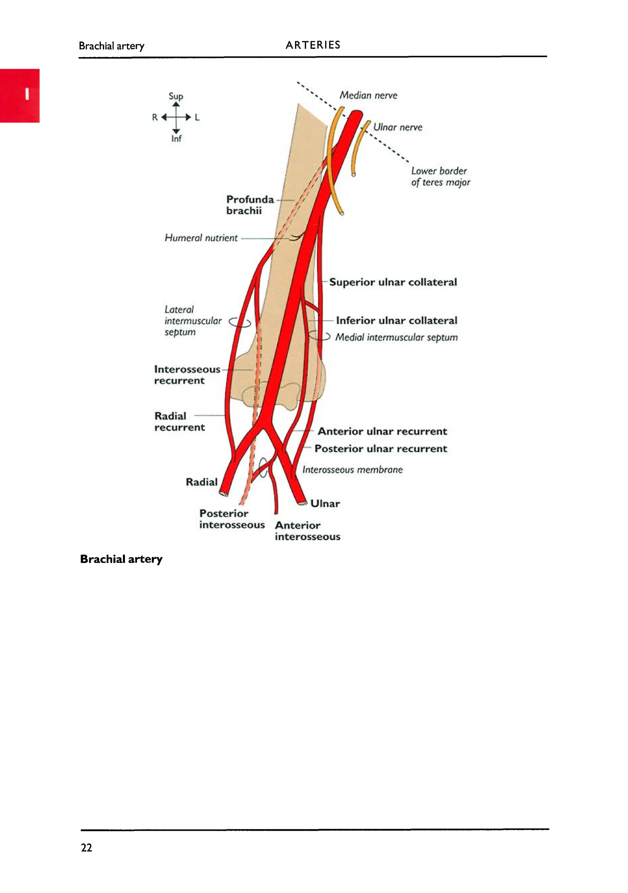 Buku pembelajaran anatomy - Instant anatomy | PDF