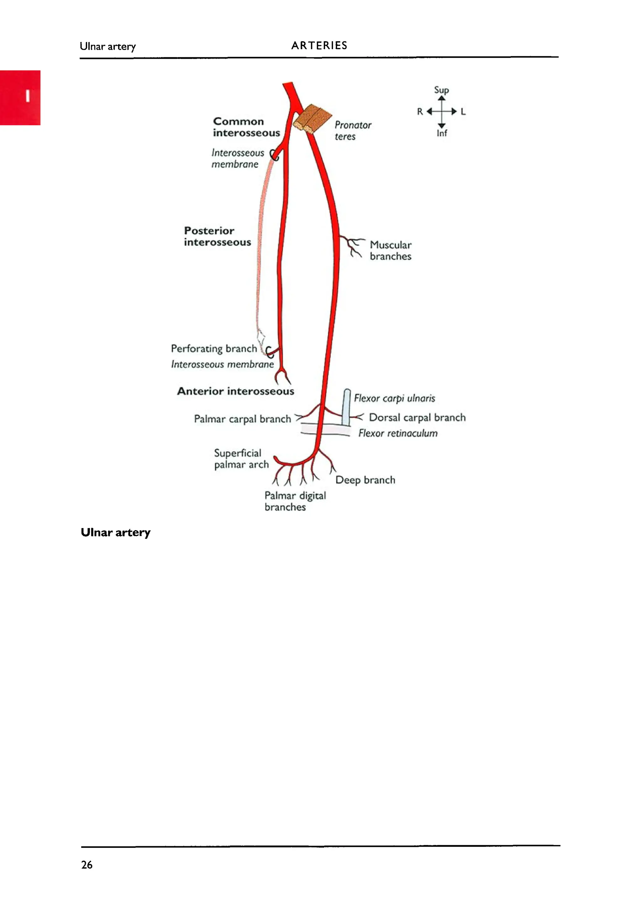 Buku pembelajaran anatomy - Instant anatomy | PDF