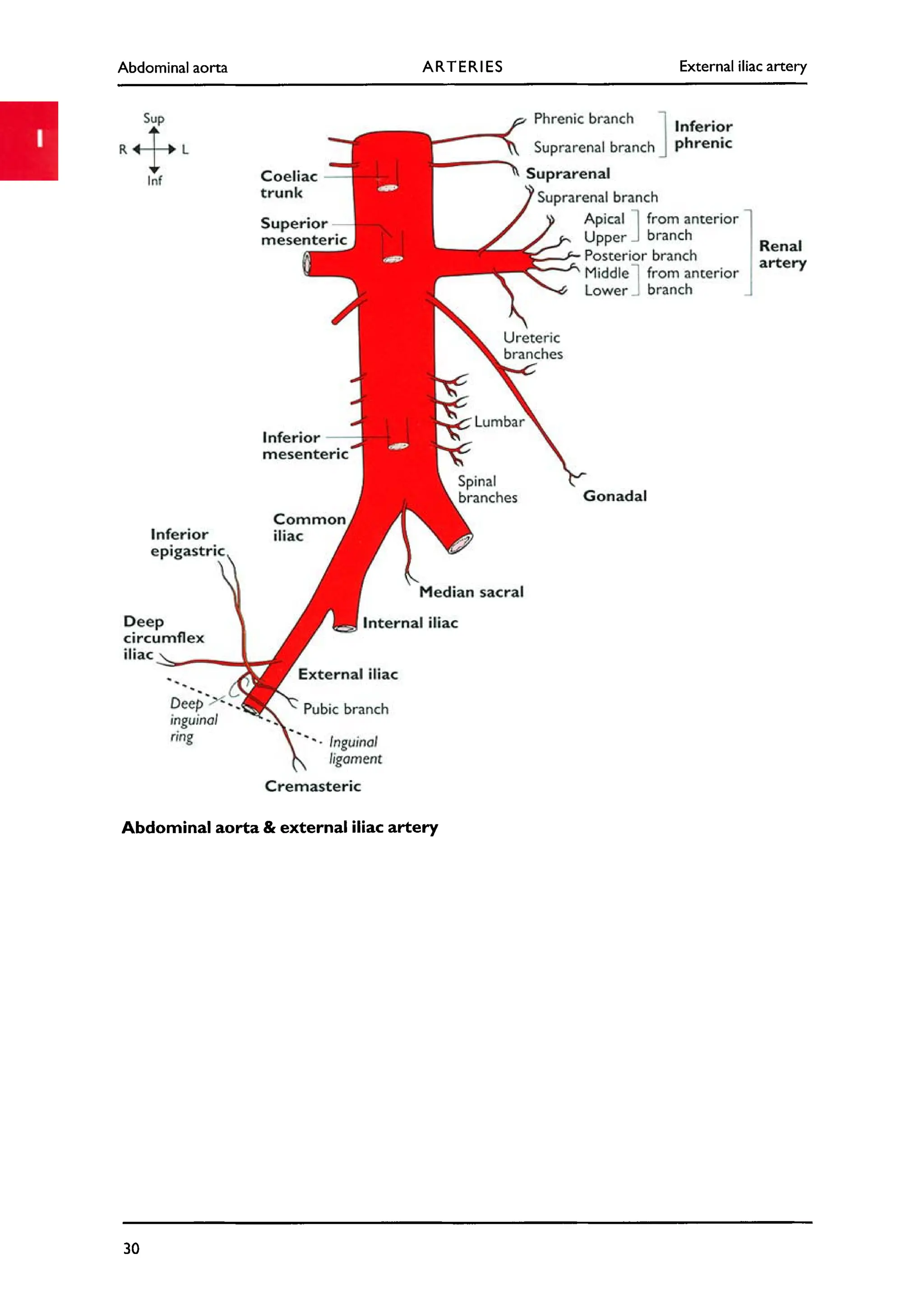 Buku pembelajaran anatomy - Instant anatomy | PDF