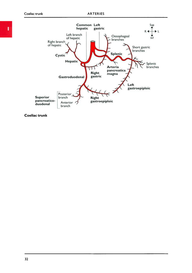 Buku pembelajaran anatomy - Instant anatomy | PDF