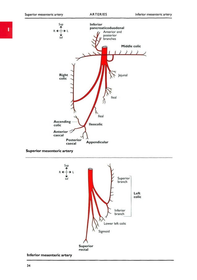 Buku pembelajaran anatomy - Instant anatomy | PDF