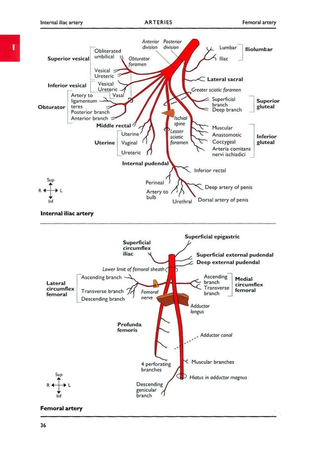 Buku pembelajaran anatomy - Instant anatomy | PDF