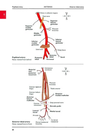 Buku pembelajaran anatomy - Instant anatomy | PDF